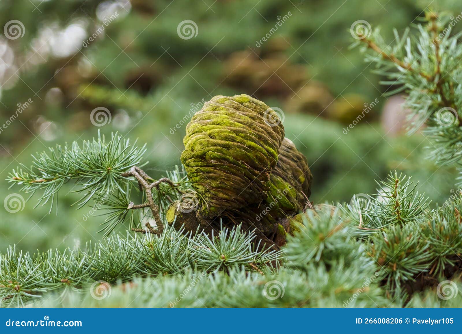 A Cone of Himalayan Cedar Cedrus Deodara Stock Photo - Image of close ...