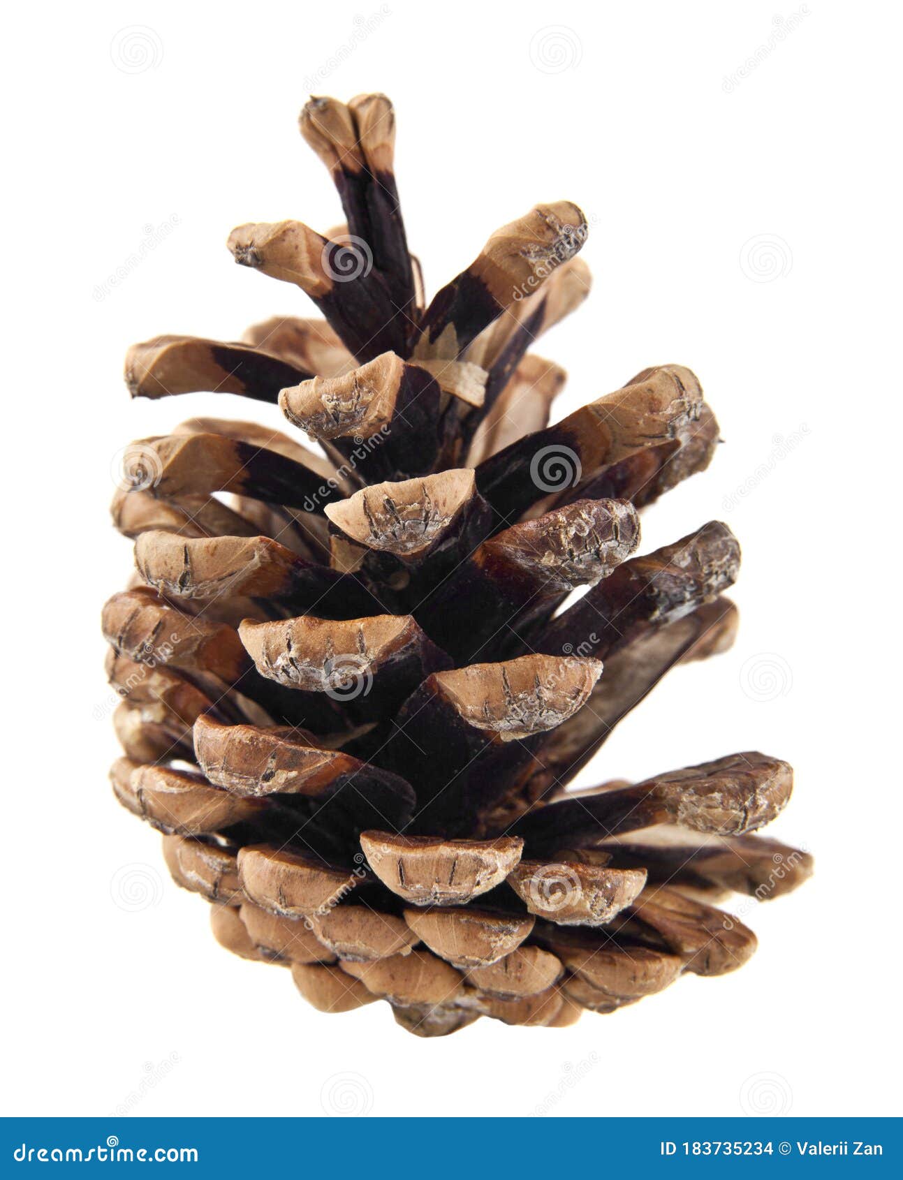 Cone Isolated on White Background Stock Photo - Image of pinecone ...