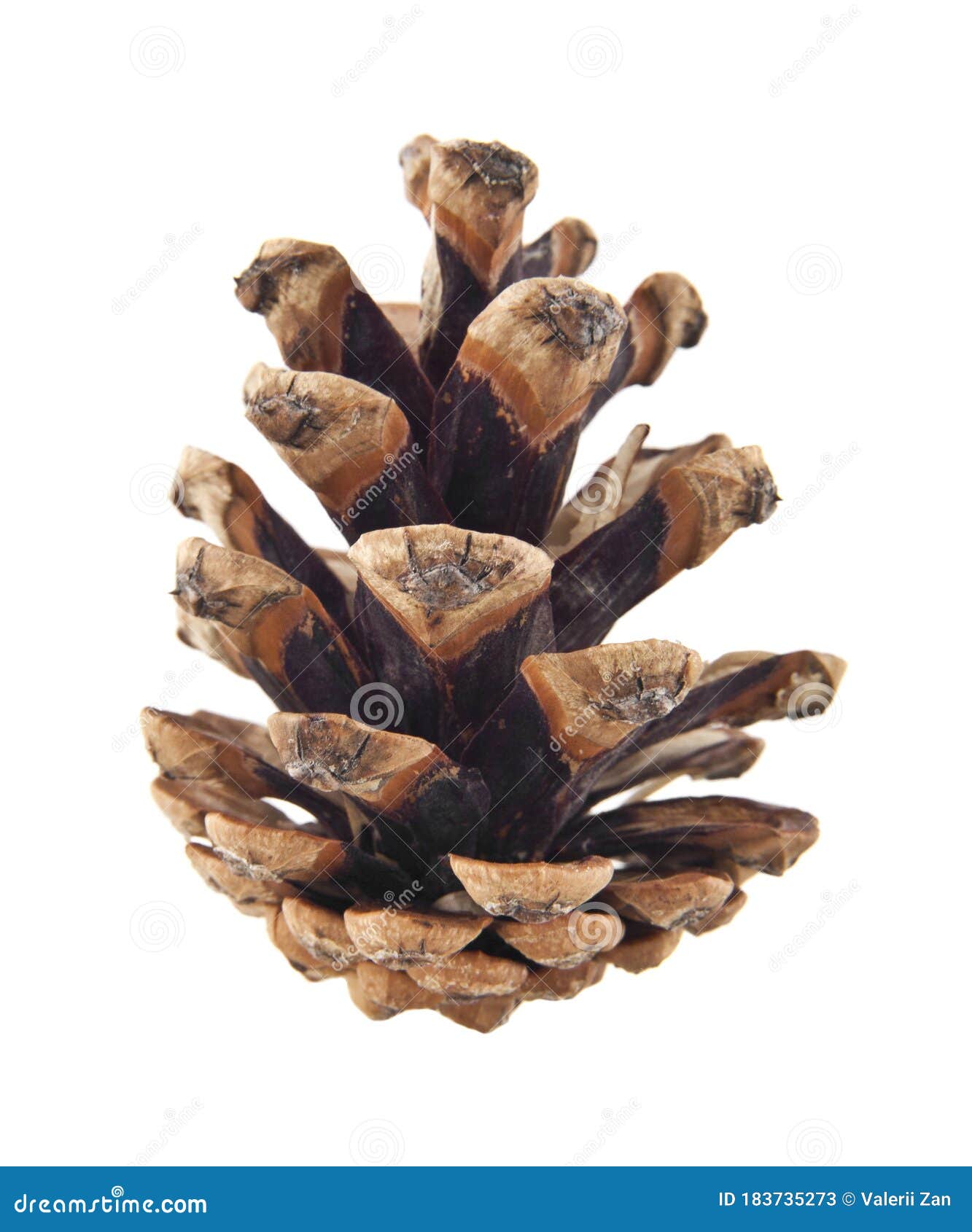 Cone Isolated on White Background Stock Image - Image of autumn ...