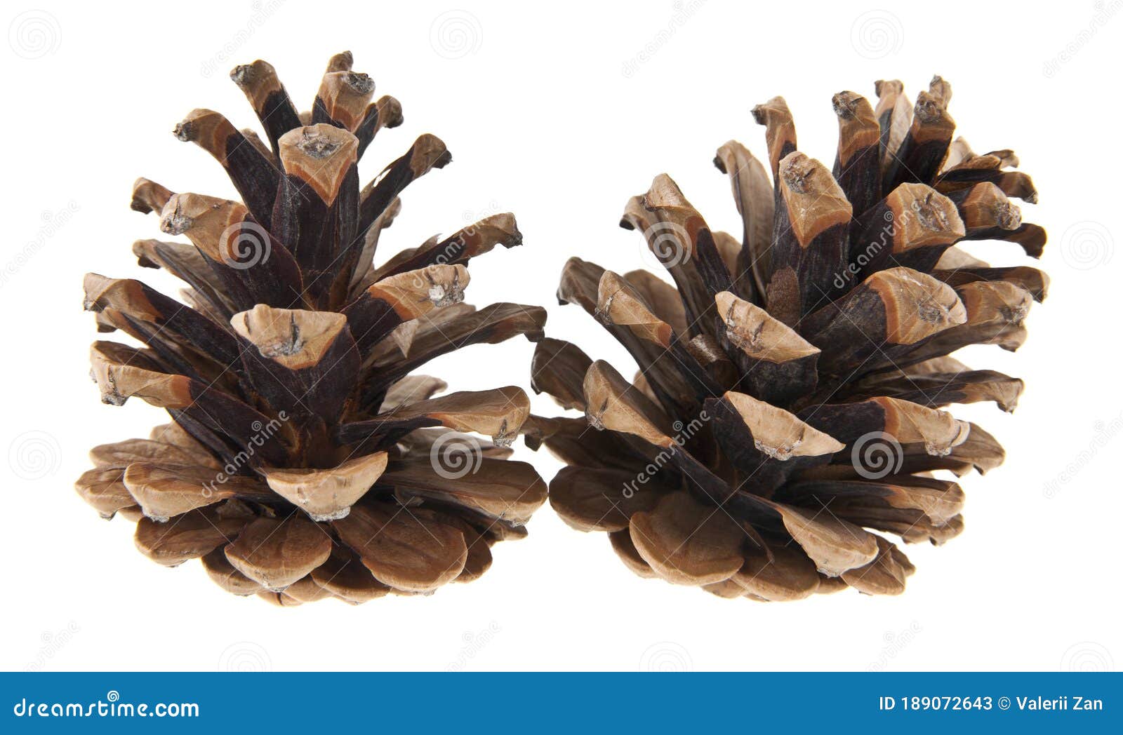 Cone Isolated on White Background Stock Image - Image of forest, season ...