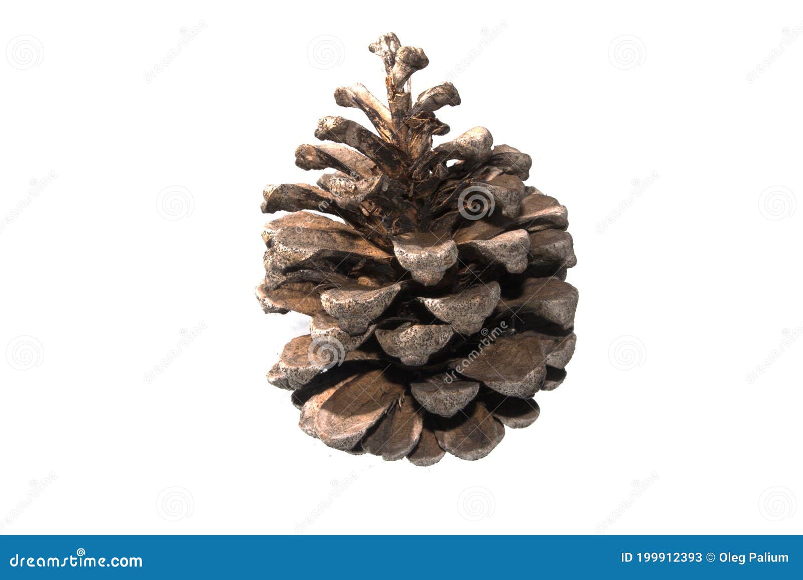 Cone Isolated on White Background Stock Image - Image of cones, object ...