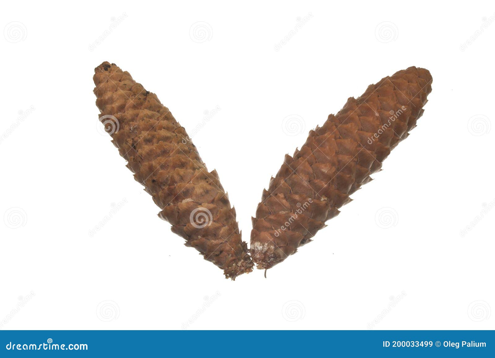Cone Isolated on White Background Stock Image - Image of brown, acorns ...