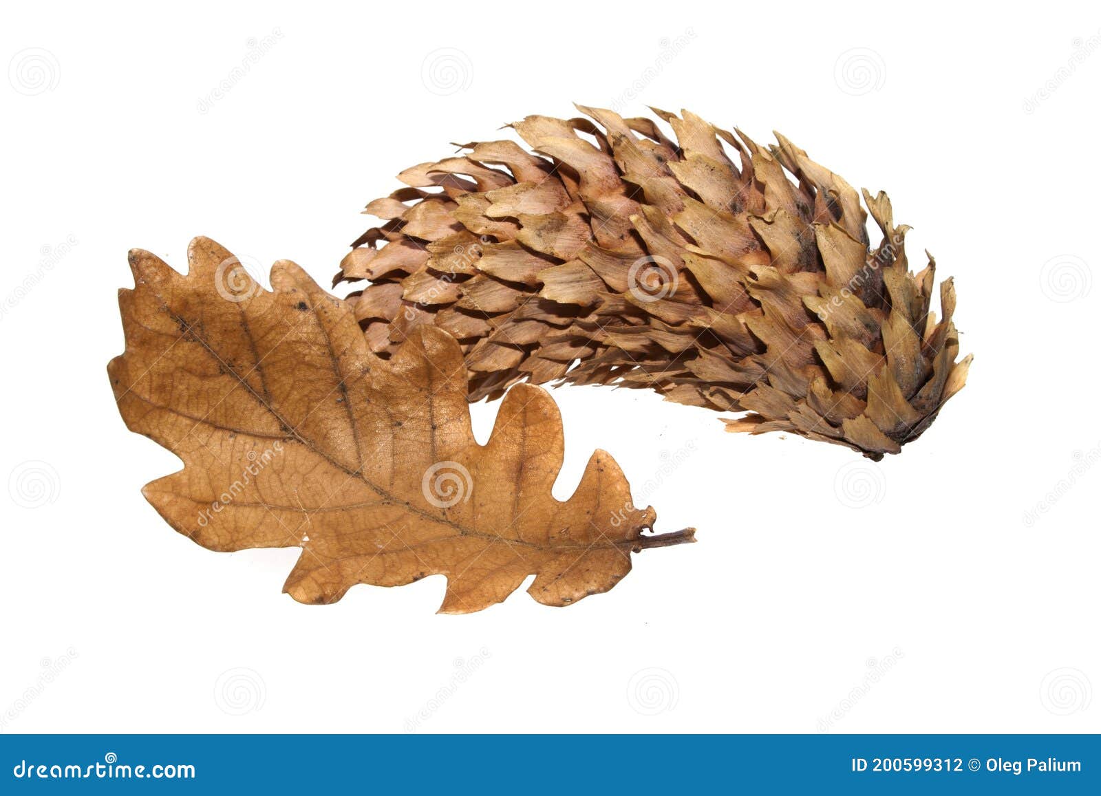 Cone Isolated on White Background Stock Photo - Image of macro ...