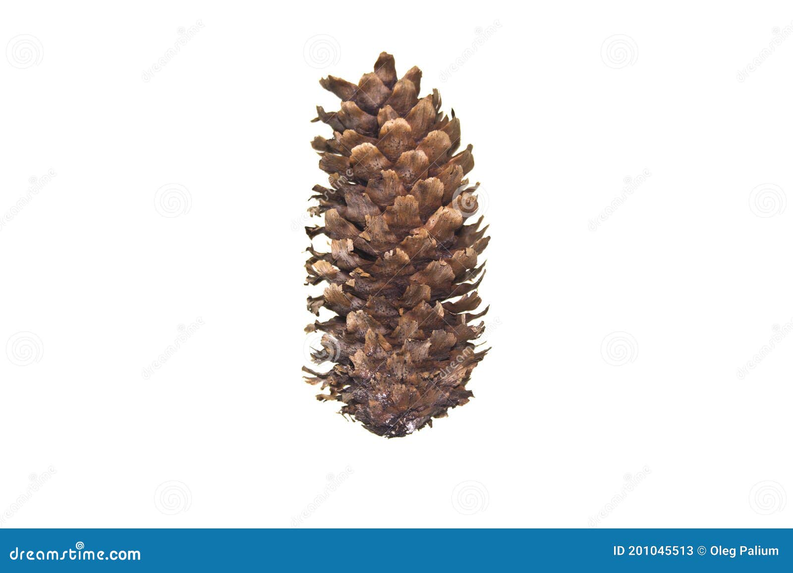 Cone Isolated on White Background Stock Image - Image of forest ...