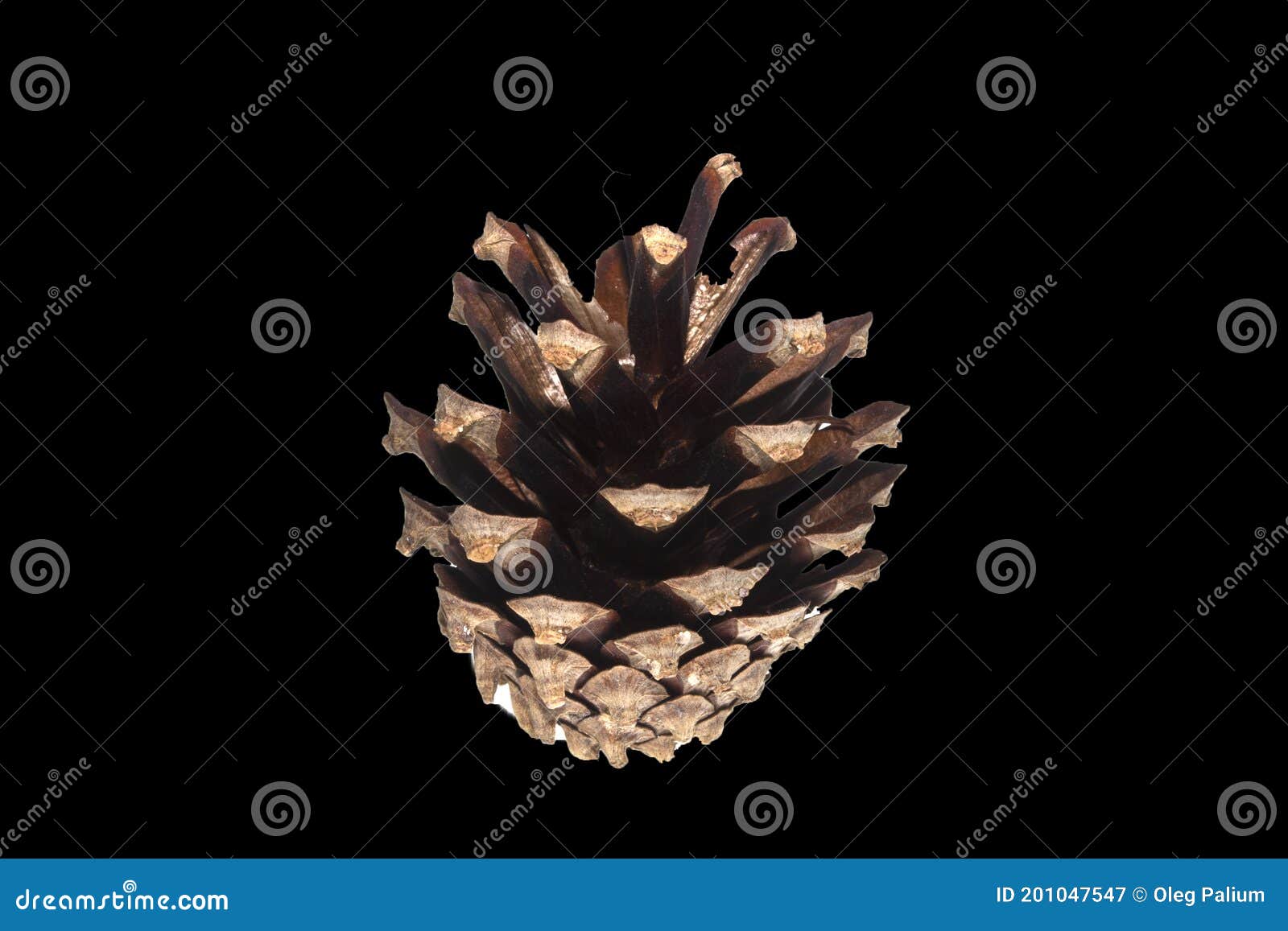 Cone Isolated on White Background Stock Image - Image of natural ...