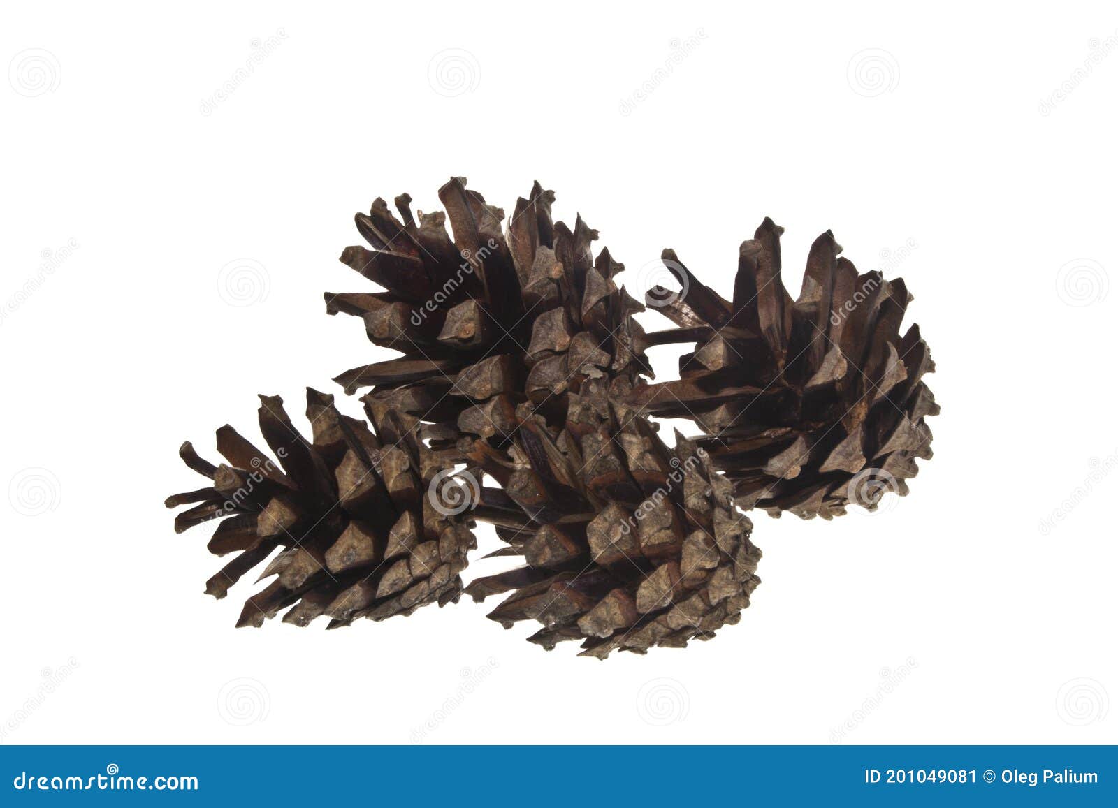 Cone Isolated on White Background Stock Image - Image of pine, ornament ...
