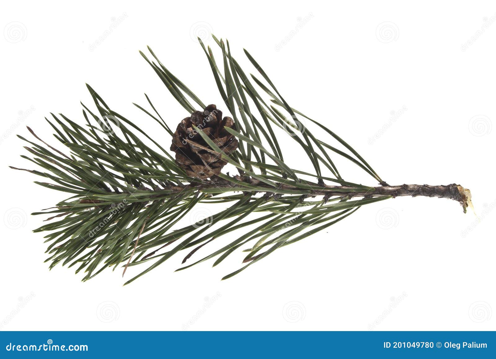 Cone Isolated on White Background Stock Photo - Image of decorate ...