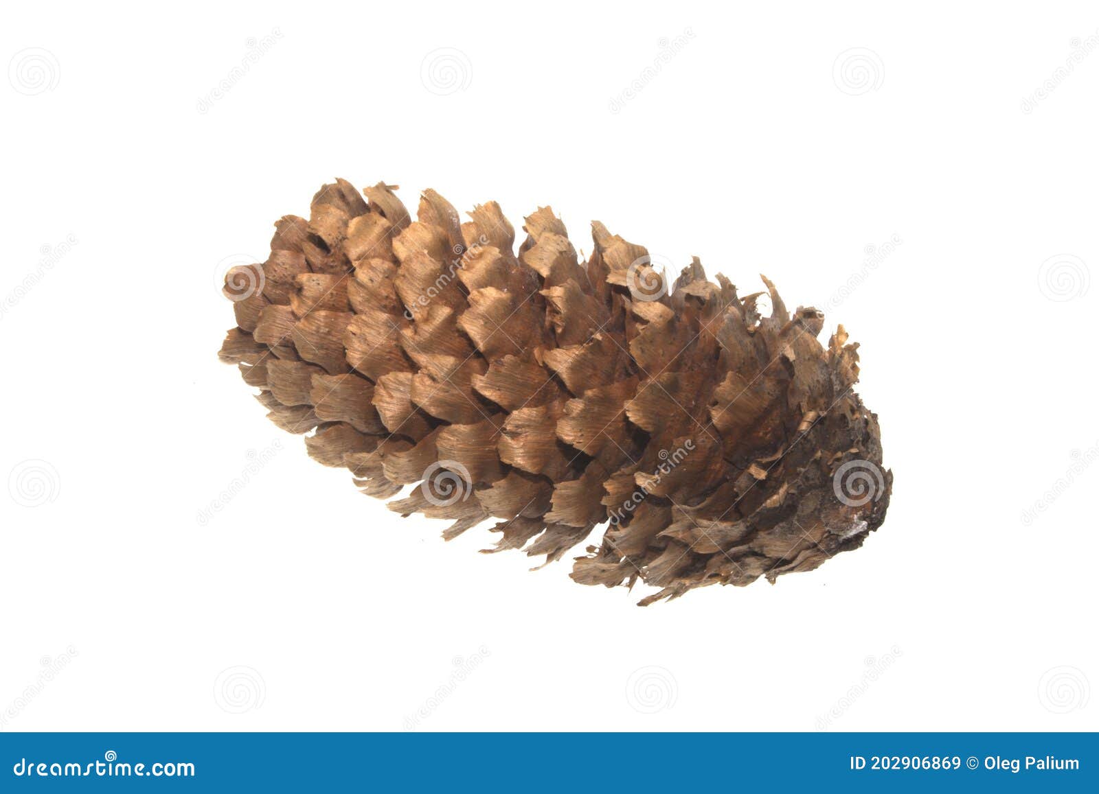 Cone Isolated on White Background Stock Image - Image of nature, plant ...