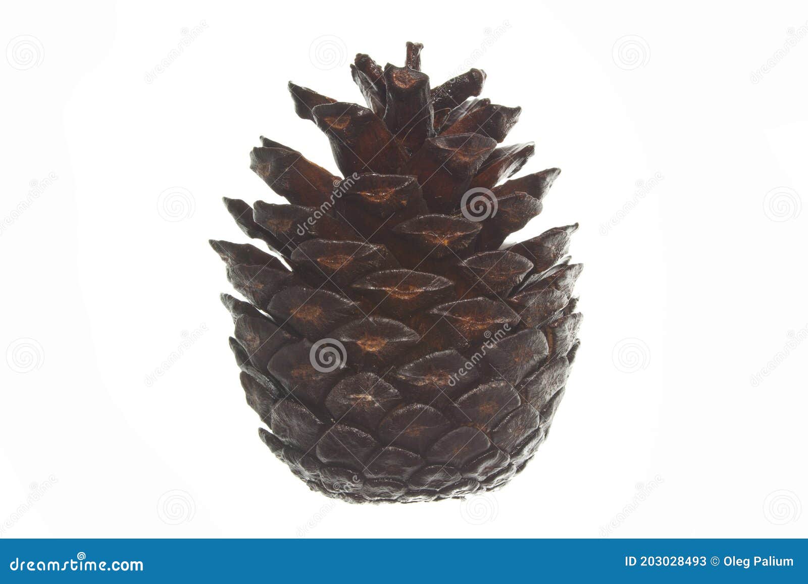 Cone Isolated on White Background Stock Image - Image of pine ...