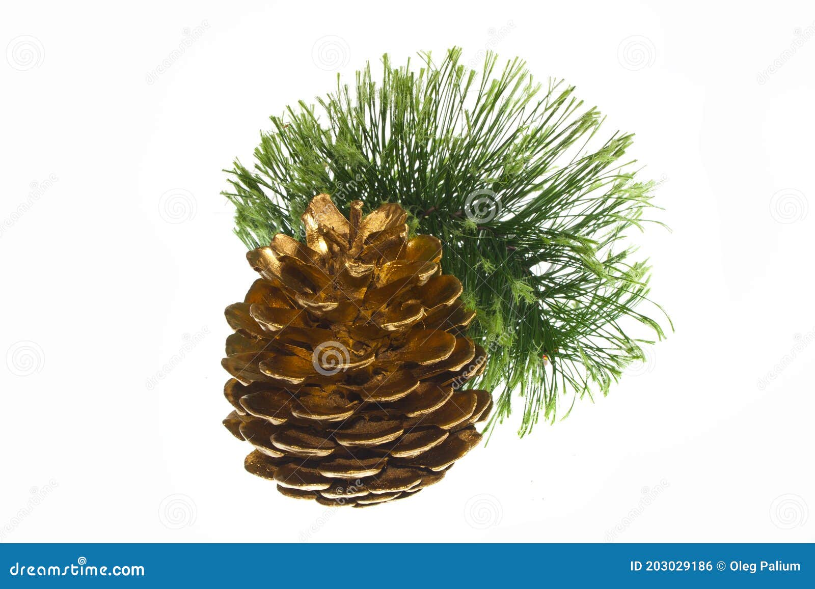 Cone Isolated on White Background Stock Photo - Image of tree, winter ...