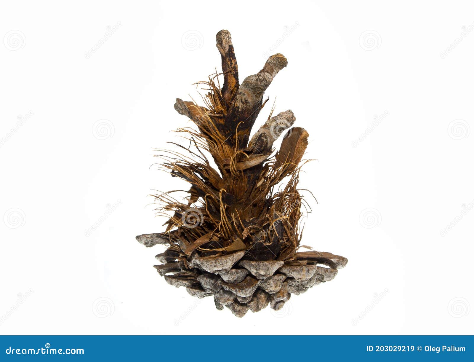 Cone Isolated on White Background Stock Image - Image of pinetree ...