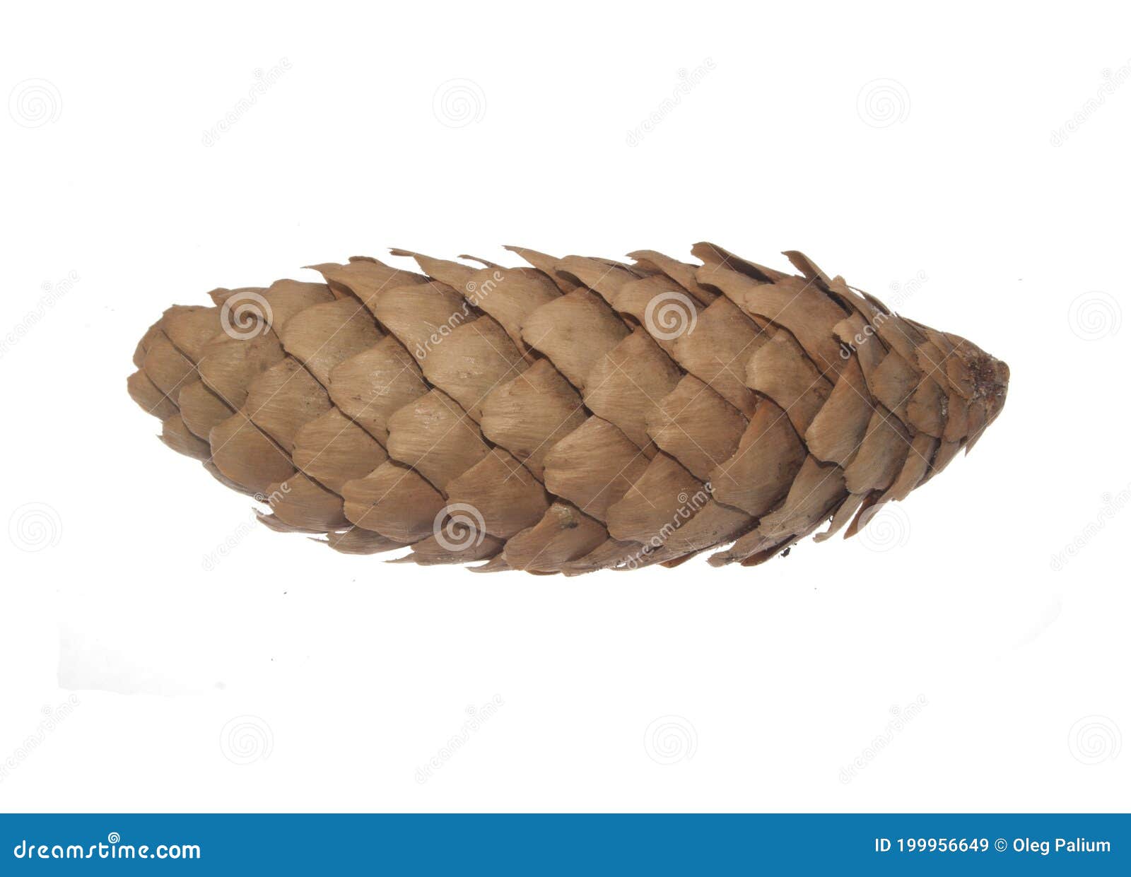 Cone Isolated on White Background Stock Image - Image of forest, pine ...
