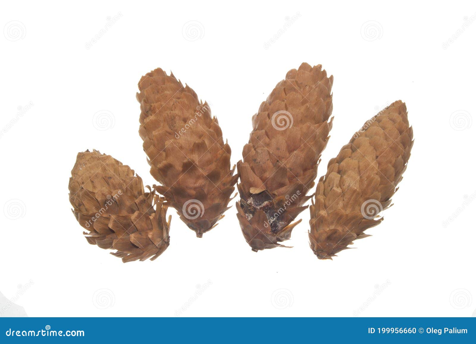 Cone Isolated on White Background Stock Photo - Image of fresh, group ...