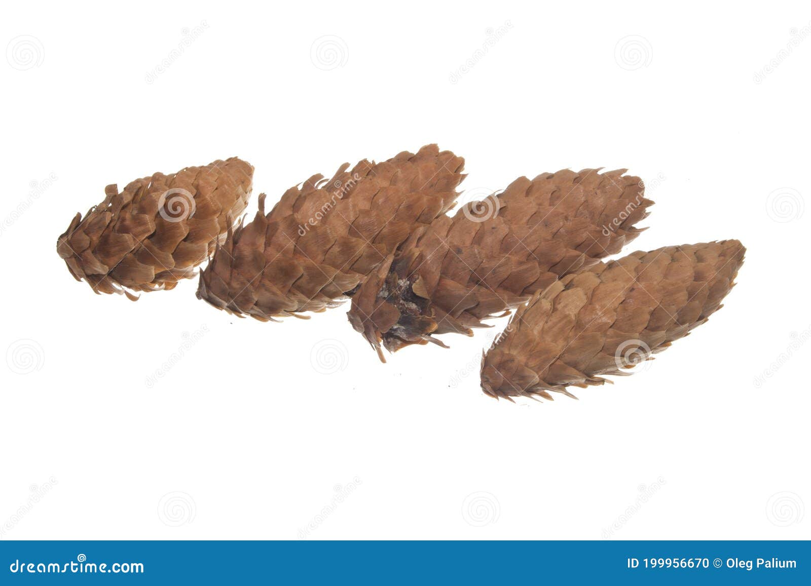 Cone Isolated on White Background Stock Photo - Image of closeup ...