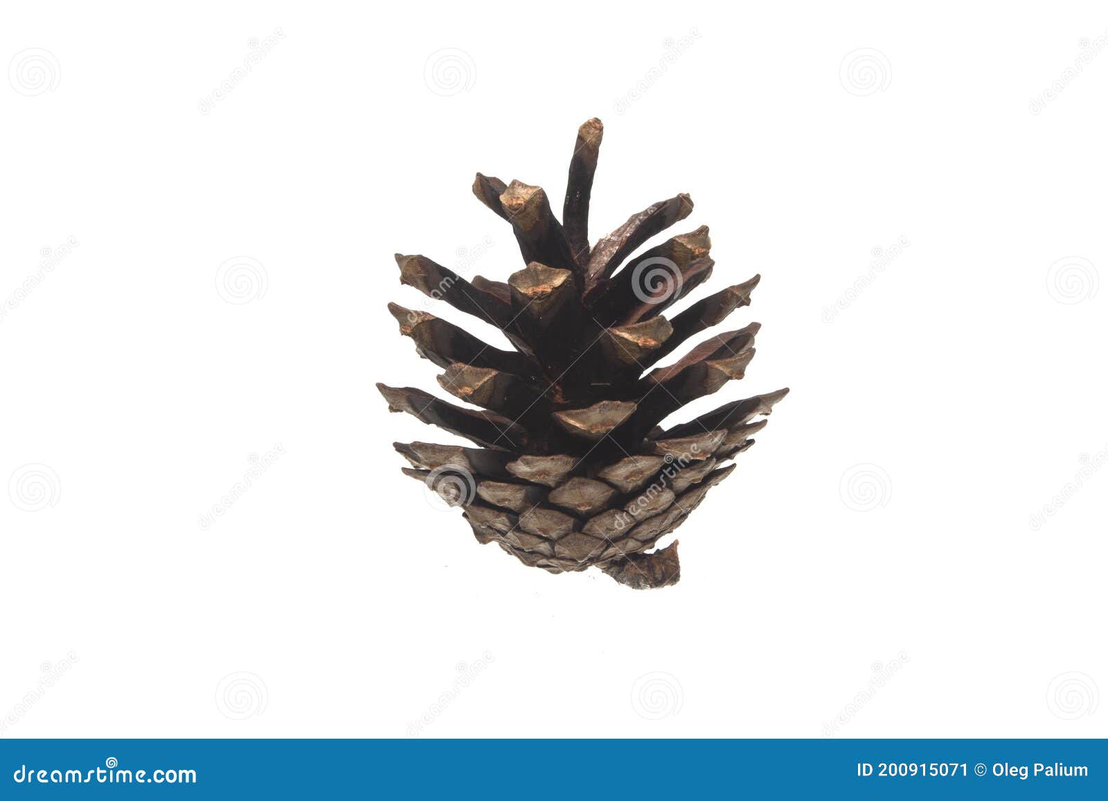 Cone Isolated on White Background Stock Image - Image of beautiful ...