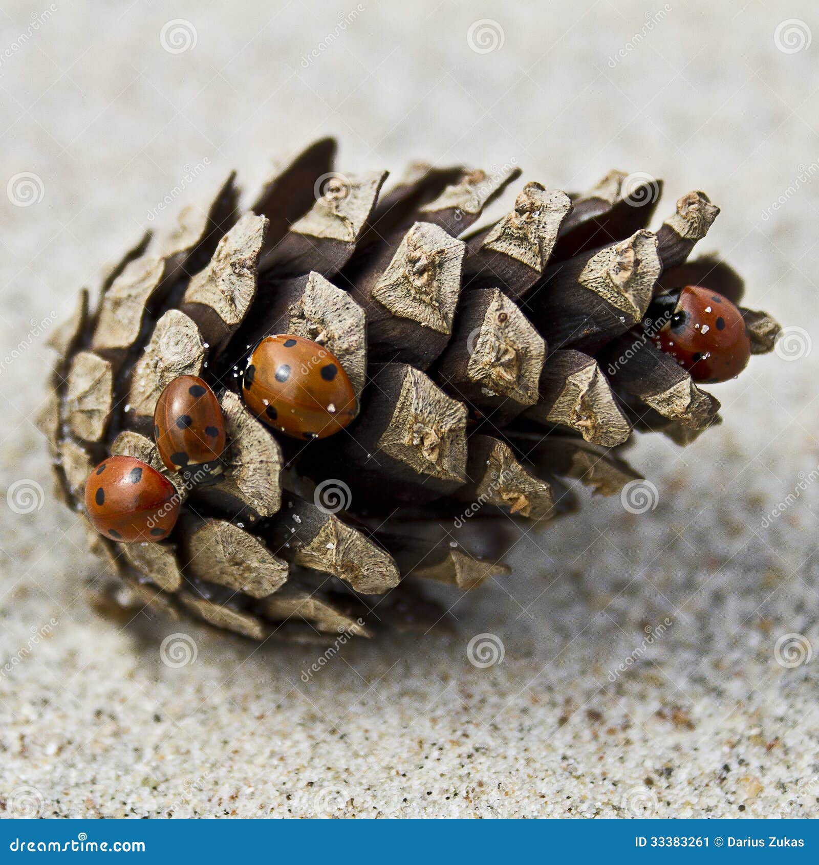 Cone stock image. Image of sandgrain, nature, family - 33383261