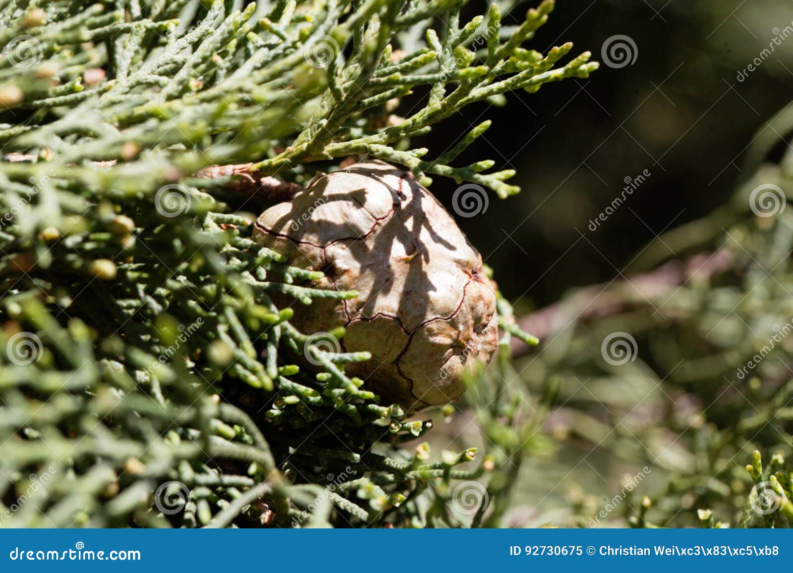 Cone of a Mediterranean Cypress Stock Image - Image of outdoors, forest ...