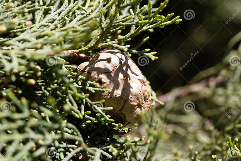Cone of a Mediterranean Cypress Stock Image - Image of outdoors, forest ...