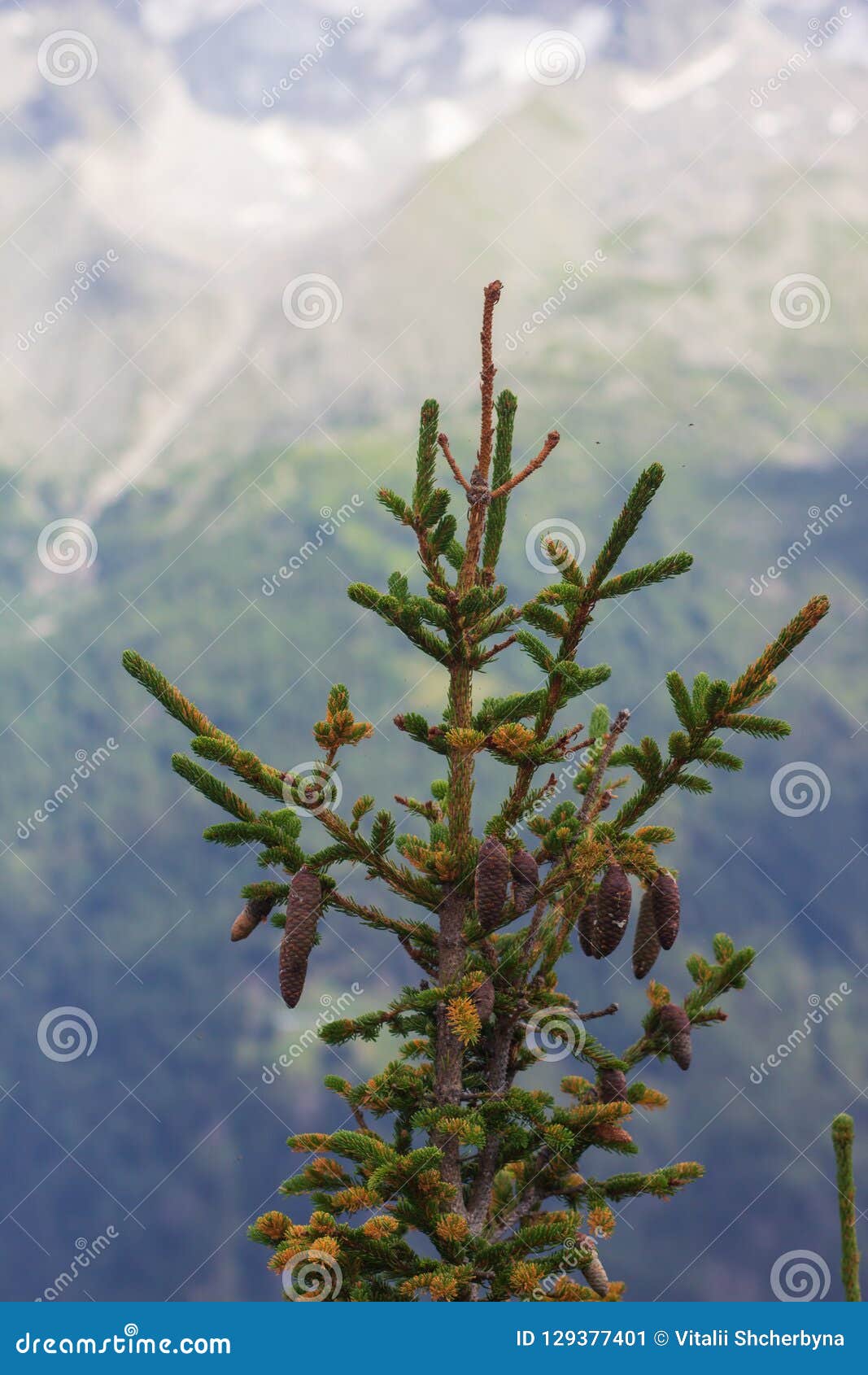 Cone Mountain Landscaped Framed by a Tree in the Foreground Stock Image ...