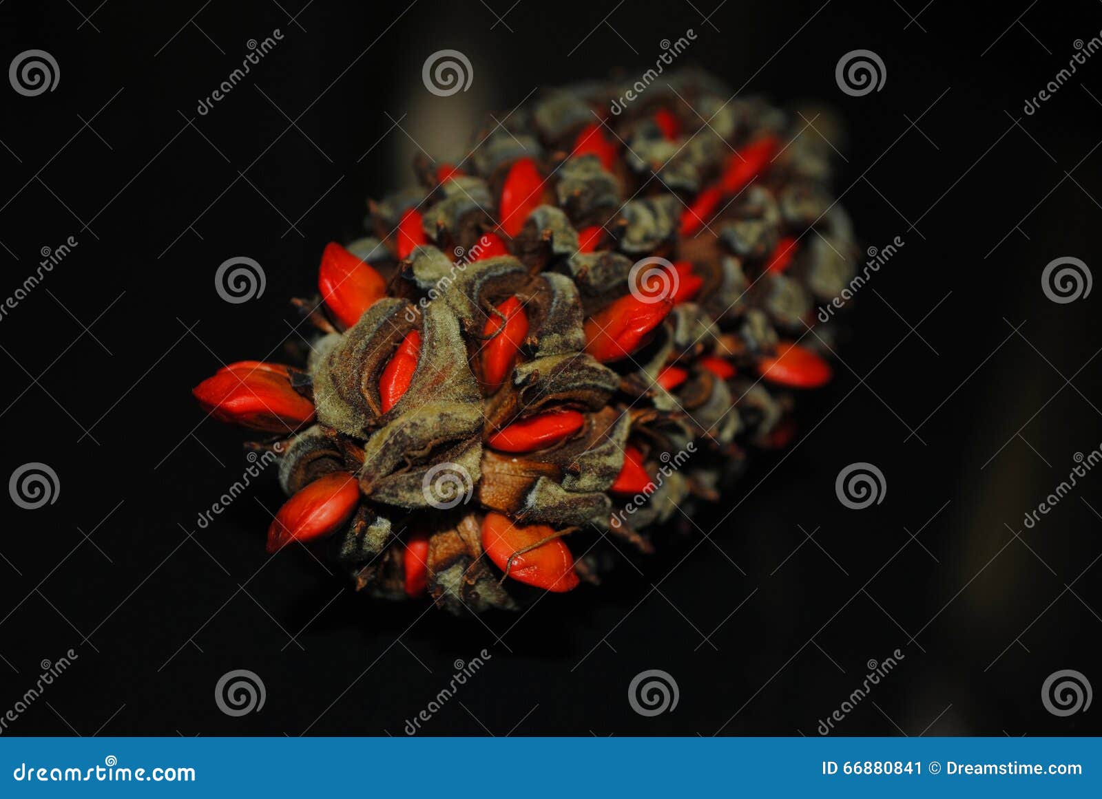 Cone stock image. Image of curious, cone, close, crimea - 66880841