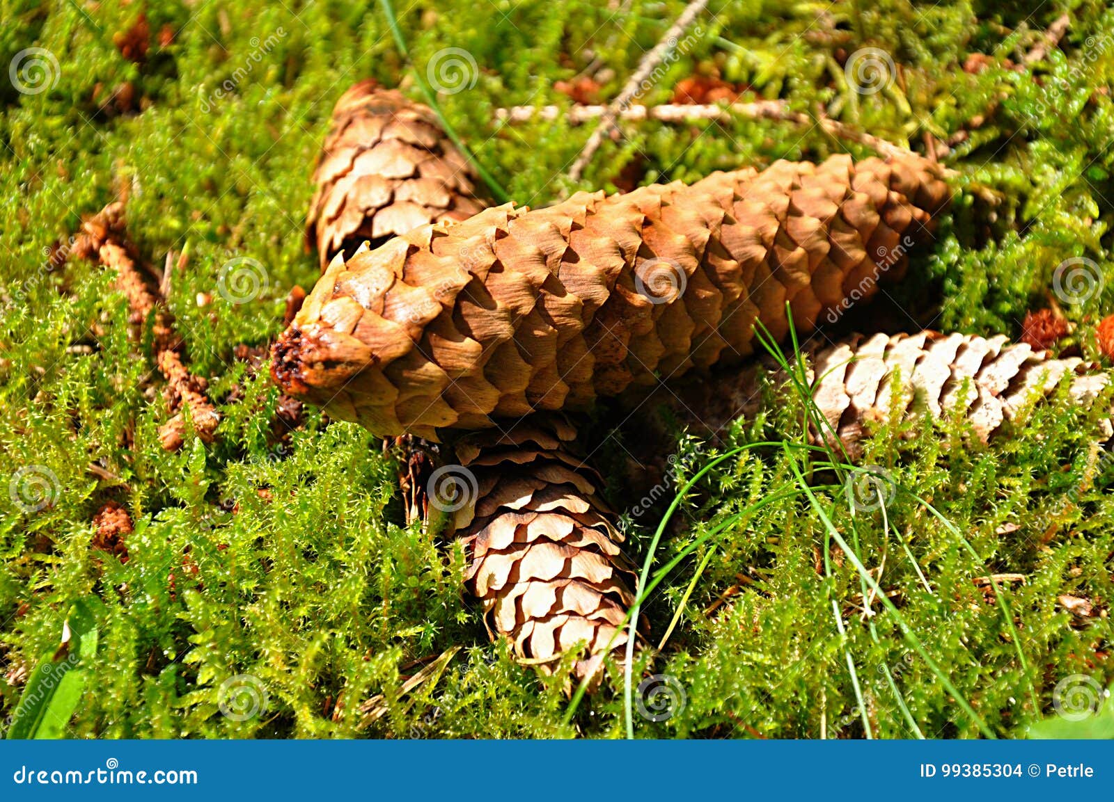 Cone and nature stock photo. Image of fuel, leaves, naturen - 99385304