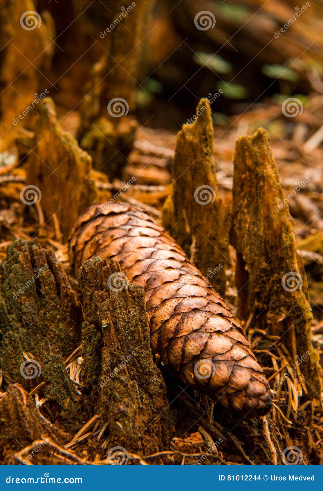 Cone stock photo. Image of brown, backdrop, closeup, detail - 81012244