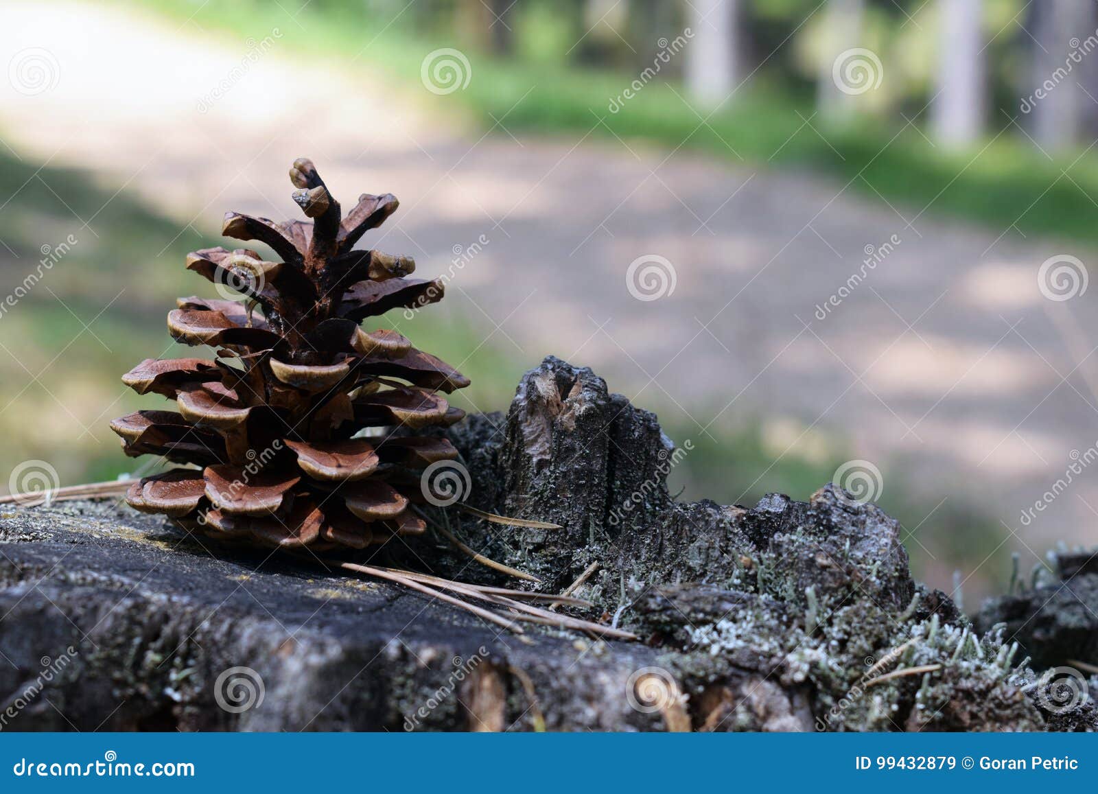 Cone Pine, Strobilus on the Stone Stock Image - Image of pinophyta ...