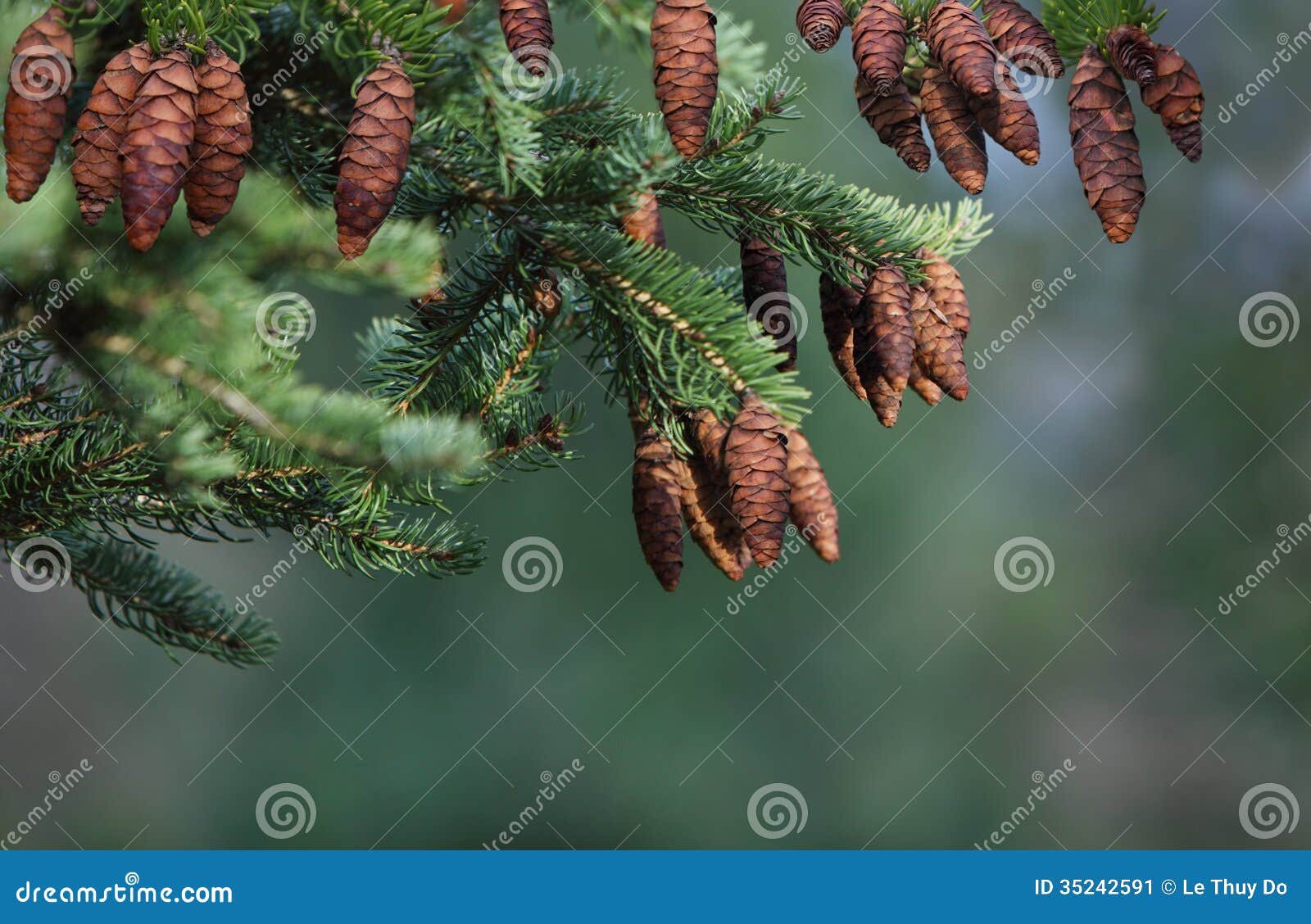 Cone Pine Tree stock image. Image of holiday, golden - 35242591