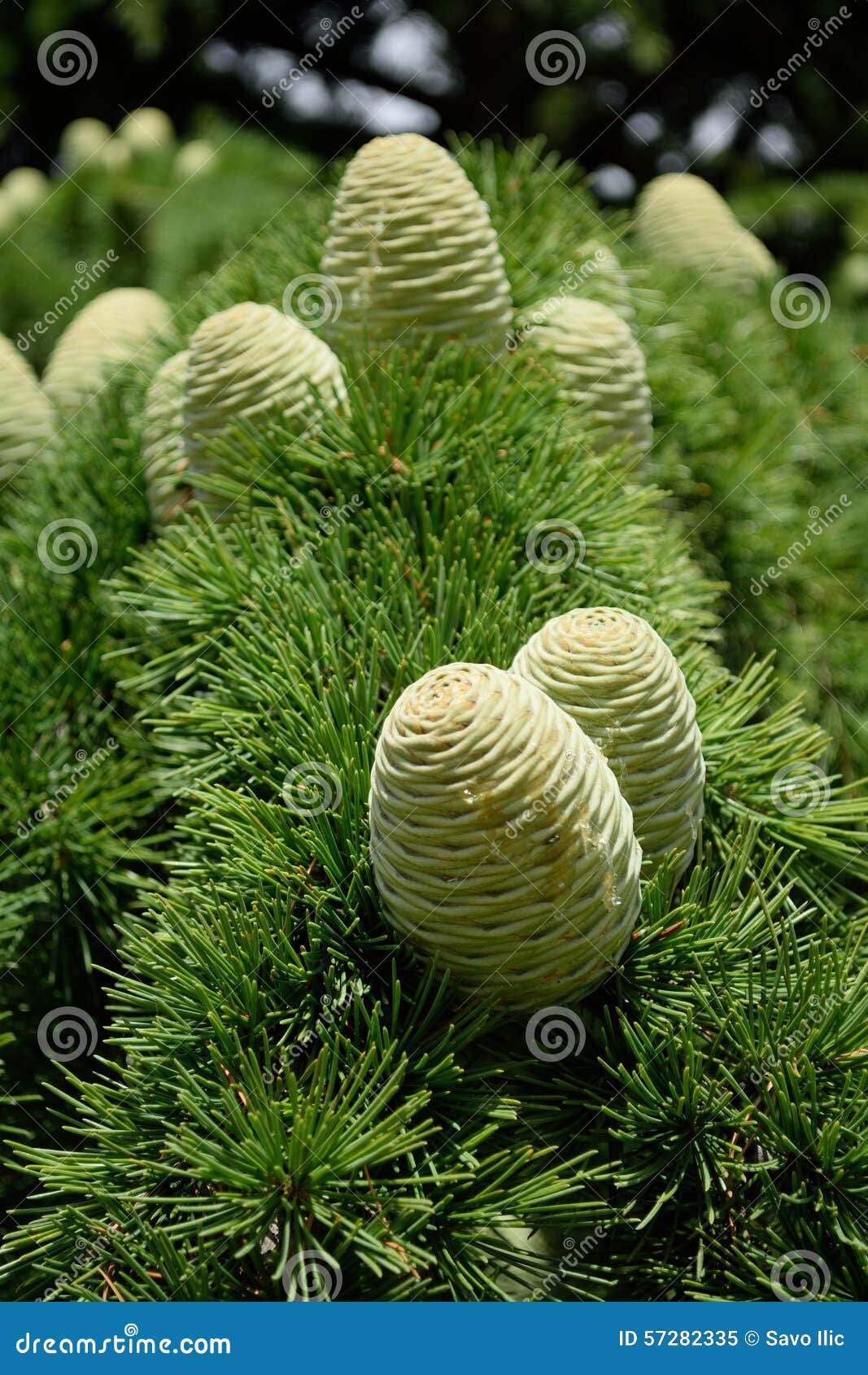 Cone stock image. Image of cone, forest, garden, tree - 57282335