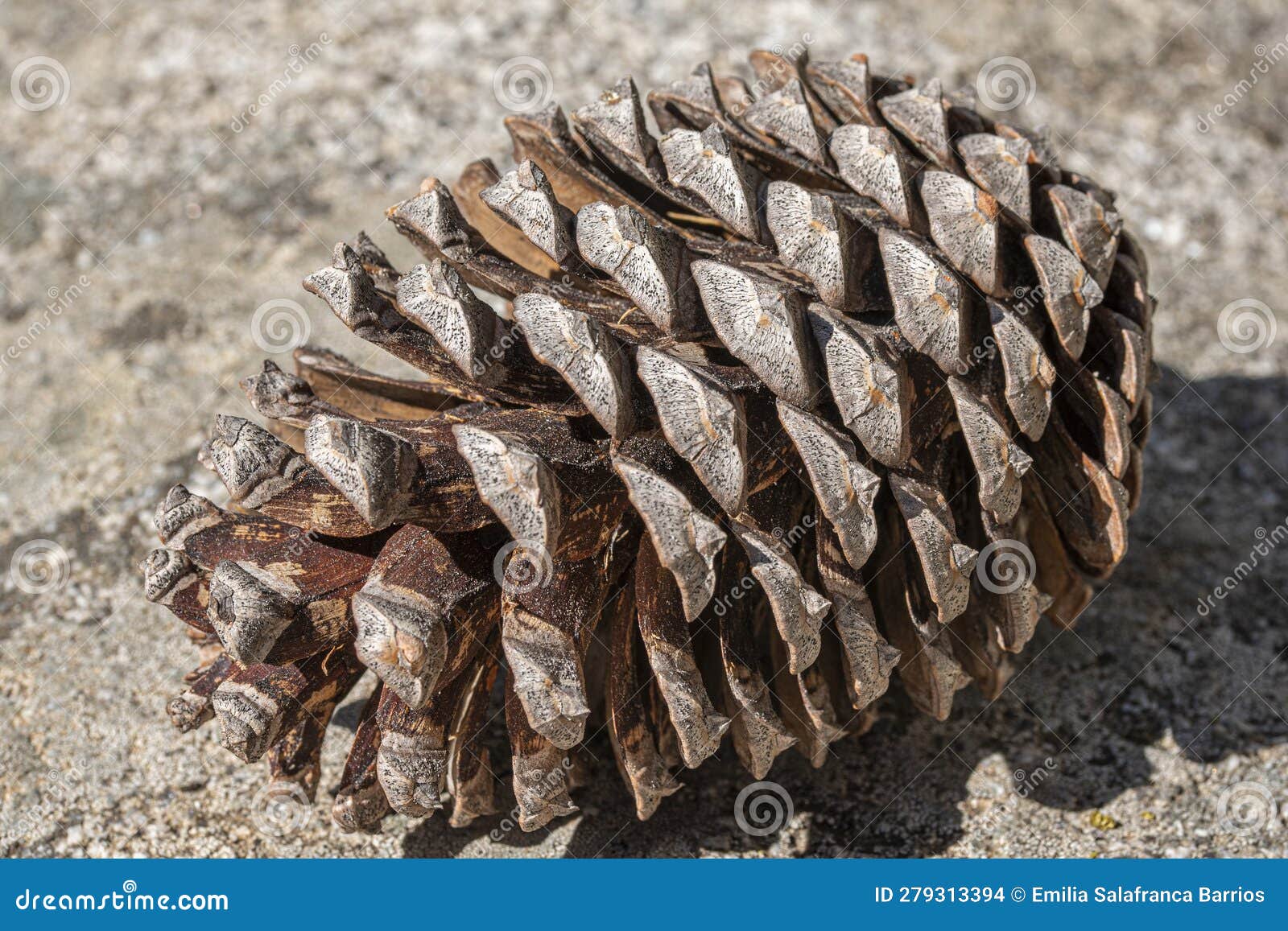 The Cone, Pineapple or Strobile, Seed of the Conifer, Pine Nuts Stock ...