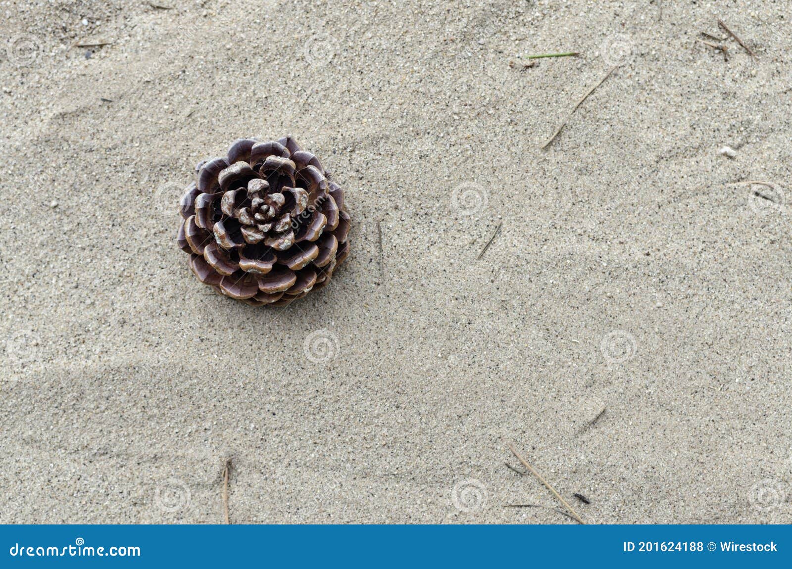 Cone on the Sand at the Beach Stock Photo - Image of outdoors, natural ...