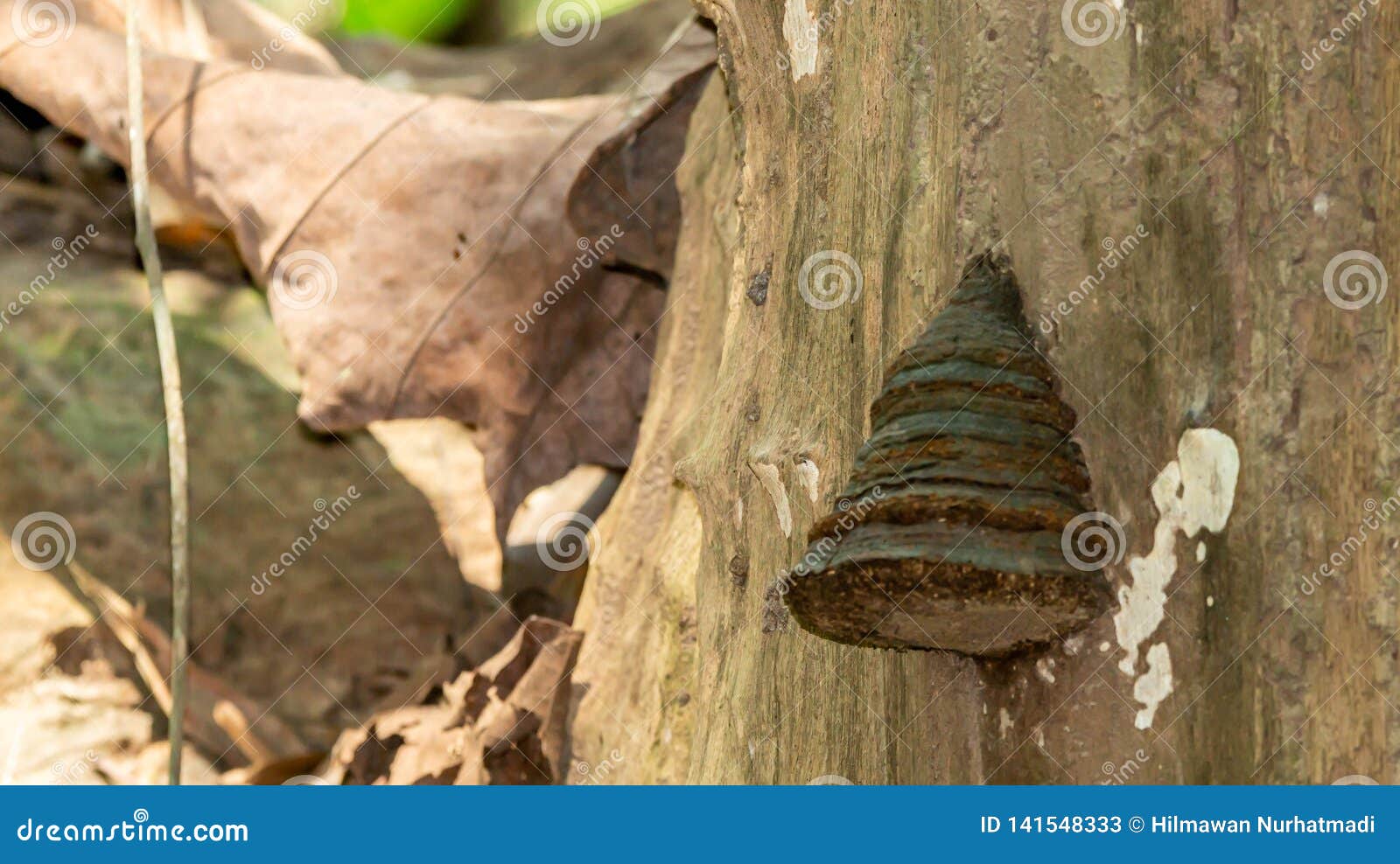 Cone Shape In Nature