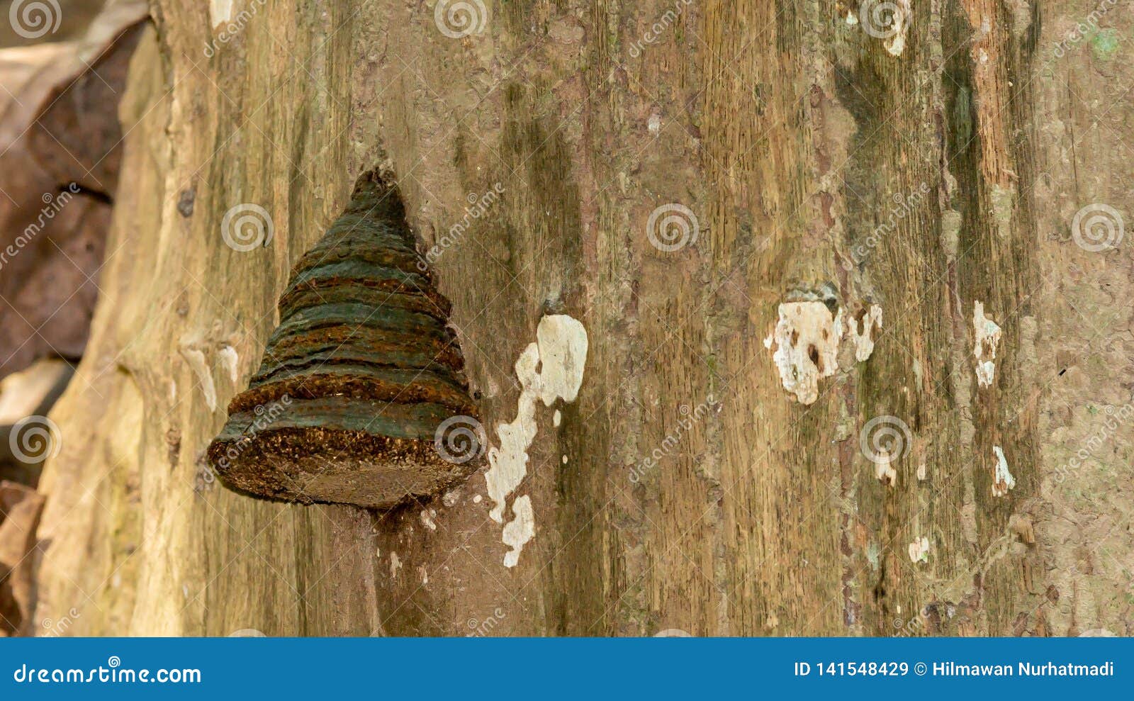 Cone Shape Beehive Attached on the Trunk of a Tree Stock Image - Image ...