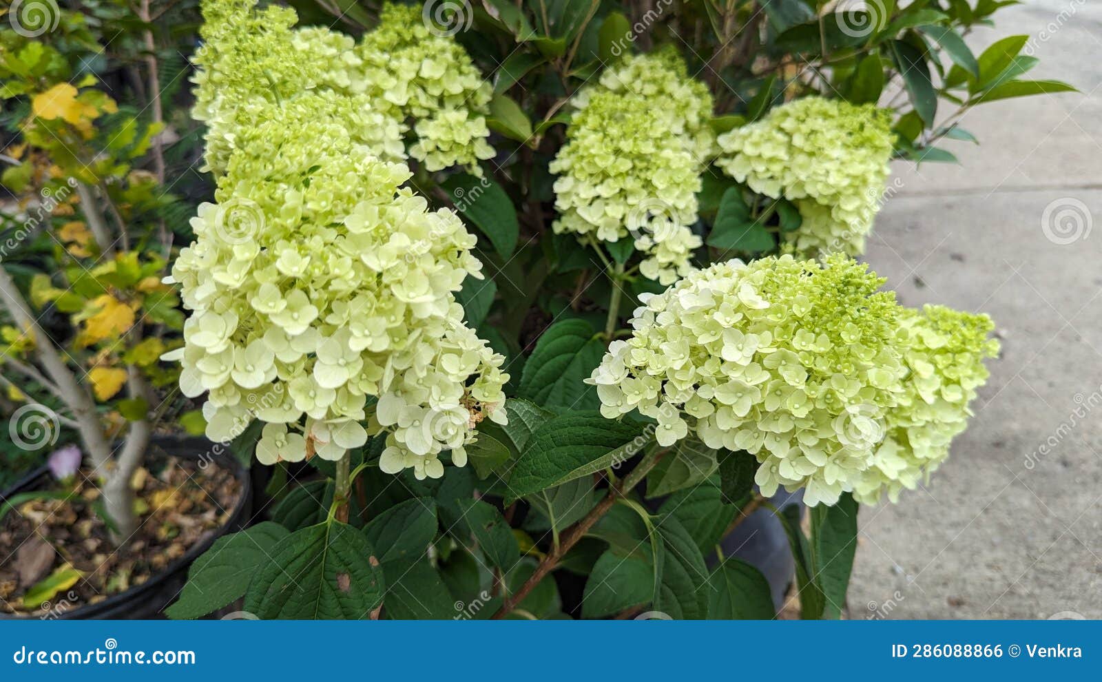 Cone Shaped Hydrangea Flowers in a Garden Stock Photo - Image of shaped ...