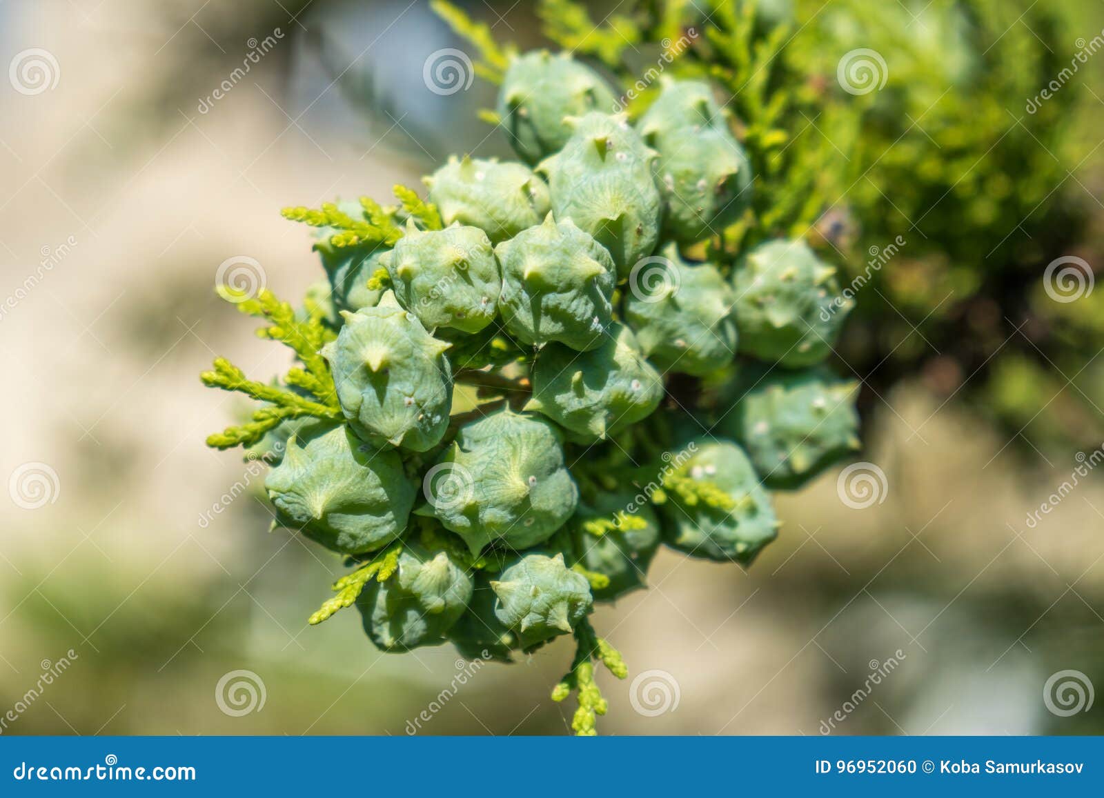 Cone Shaped Leaves with Seeds, Coniferous Plant Stock Photo - Image of ...