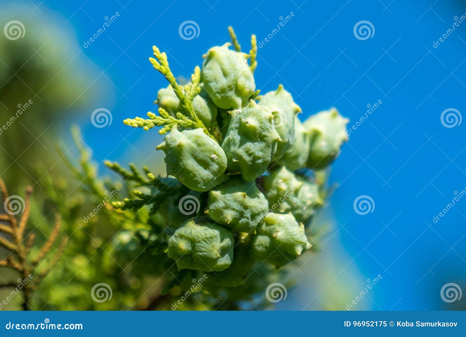 Cone Shaped Leaves with Seeds, Coniferous Plant Stock Image - Image of ...