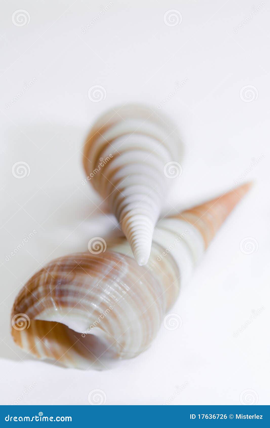 Cone shaped sea shells stock photo. Image of background - 17636726