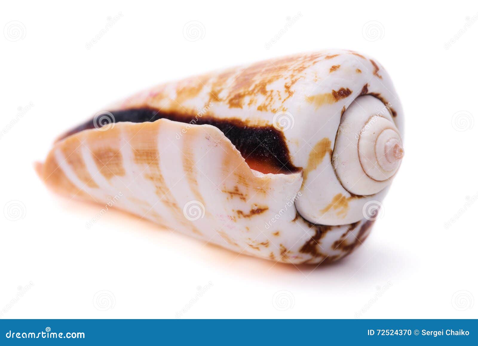 The Cone-shaped Shell Isolated on White Background, Closeup Stock Photo ...