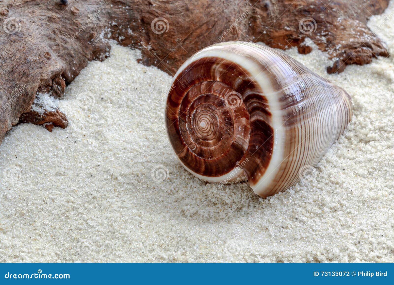 Cone shaped shell stock photo. Image of swirl, environment - 73133072