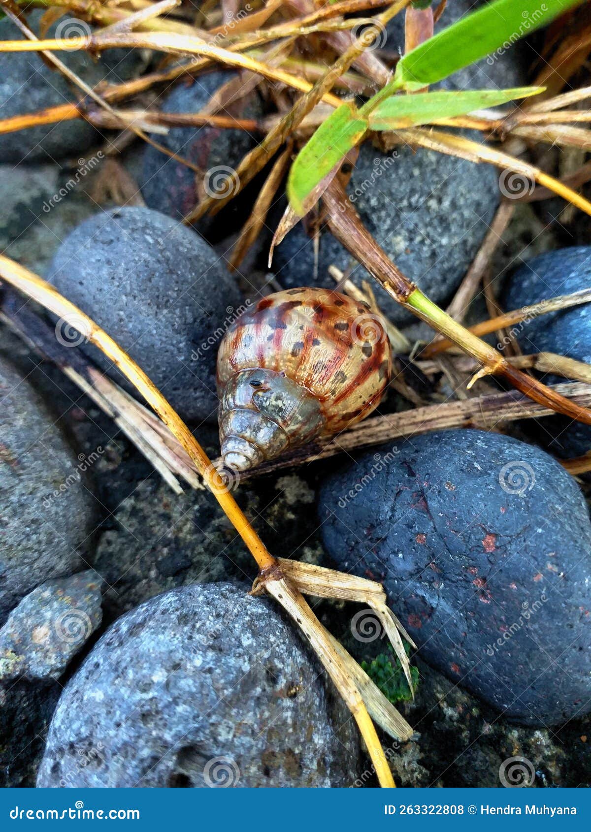 Snail Hides Inside Its Shell Stock Photo - Image of invertebrate ...