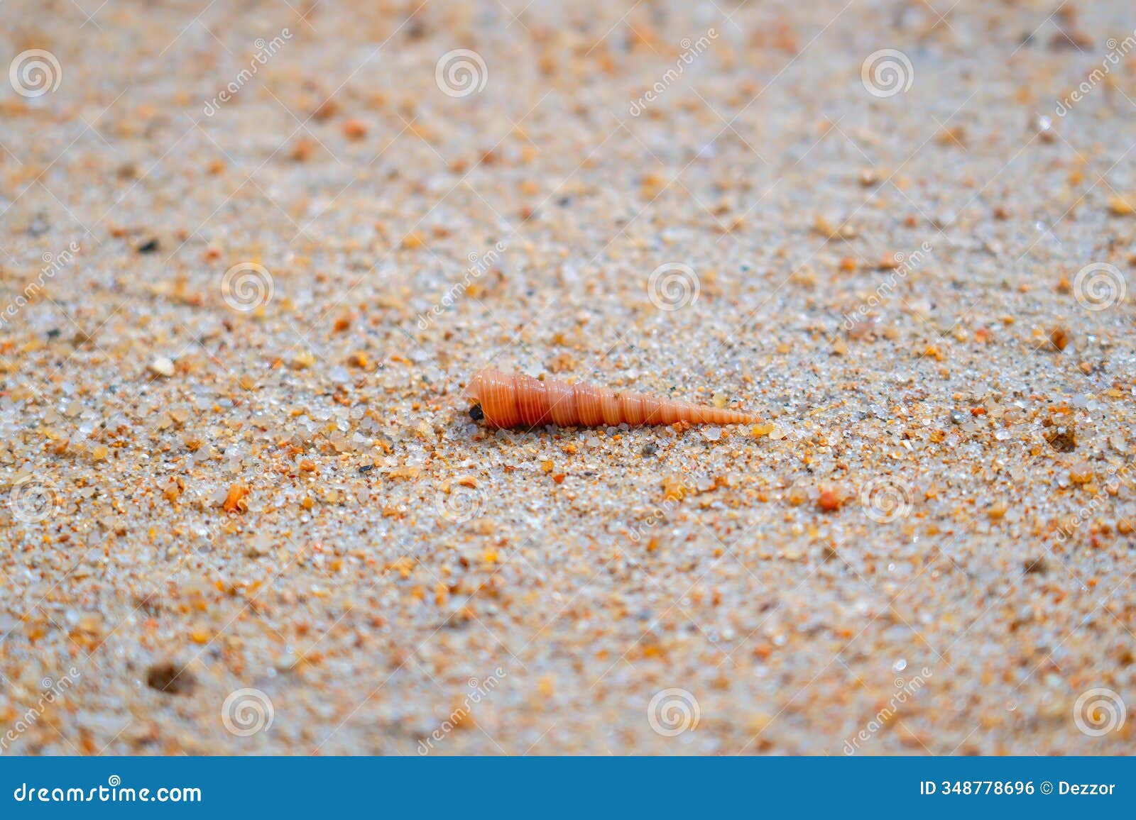 Cone-shaped Shell Washed Up on the Shore of a Sandy Tropical Exotic ...