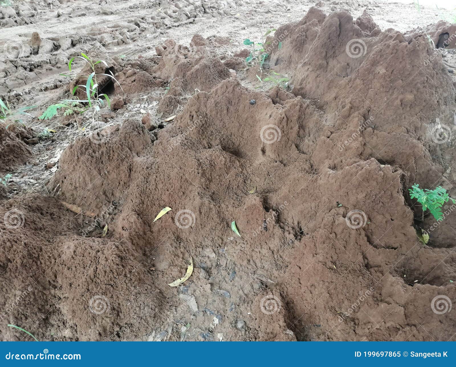 Cone Shaped Termites Home - Generally for Snakes Stock Image - Image of ...
