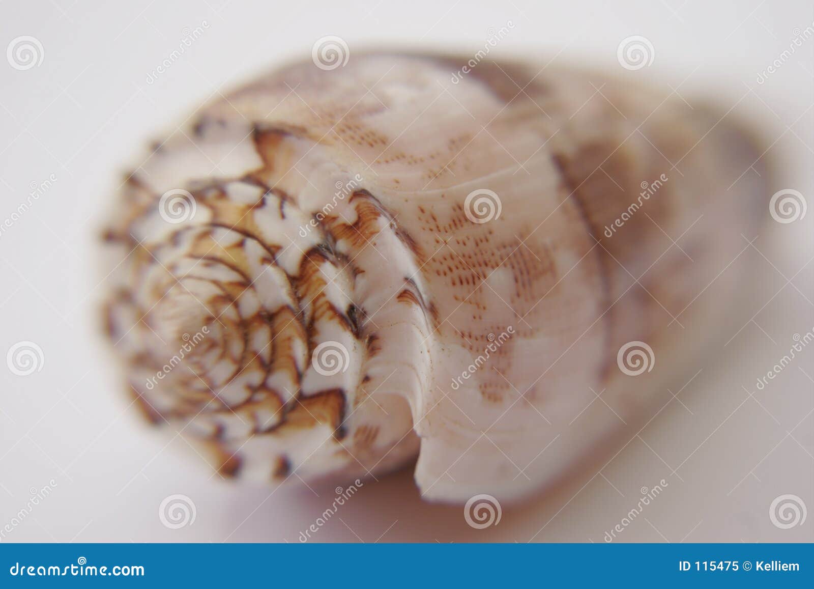 Cone shell stock image. Image of beach, sand, surf, life - 115475