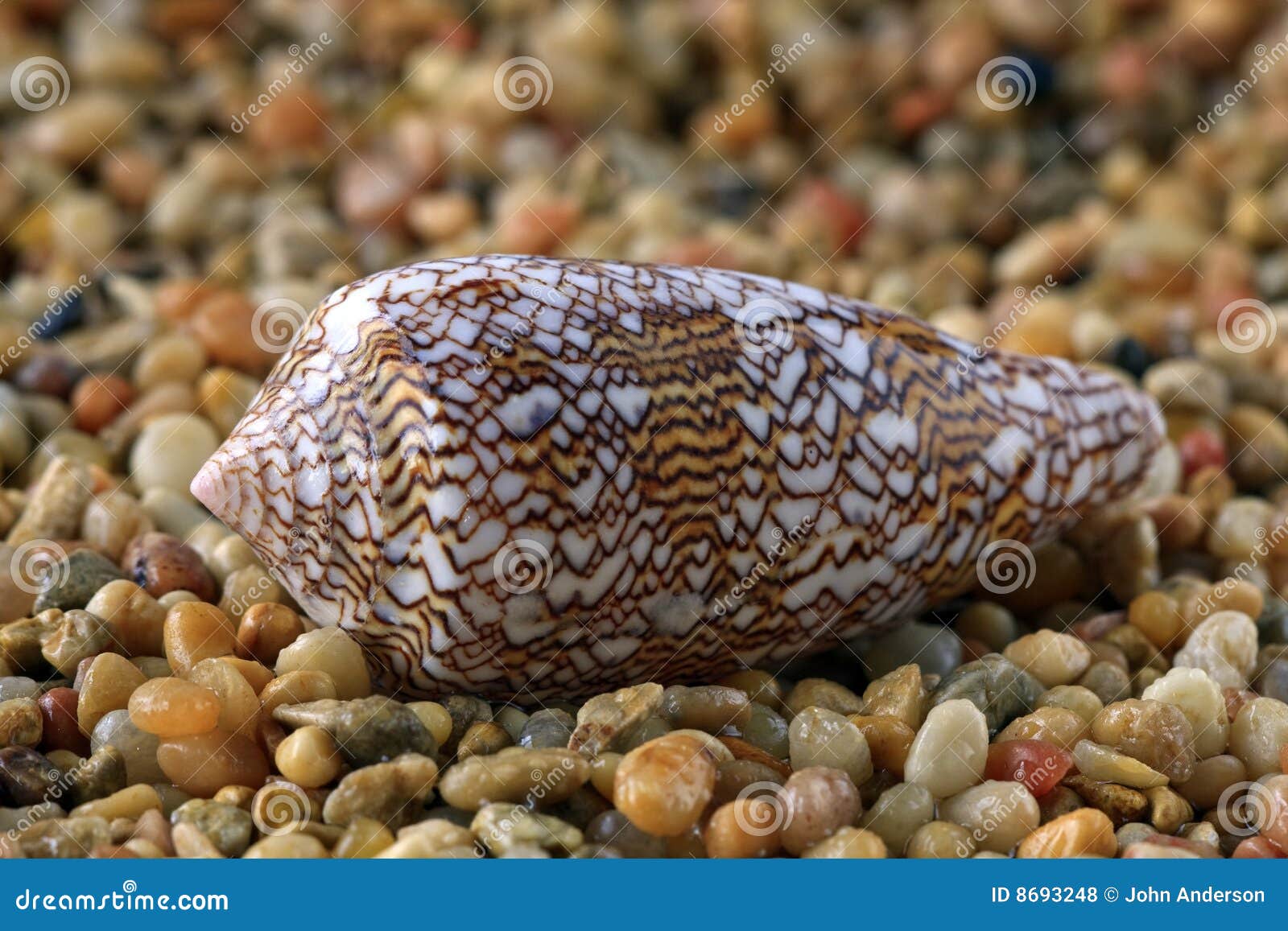 Cone shell stock photo. Image of gravel, ocean, pacific - 8693248