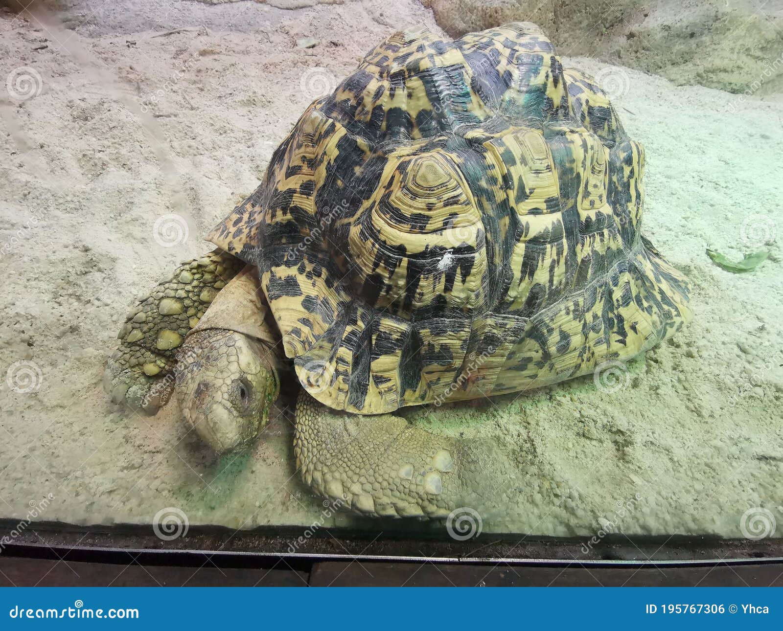 Cone shell tortoise stock photo. Image of amphibian - 195767306