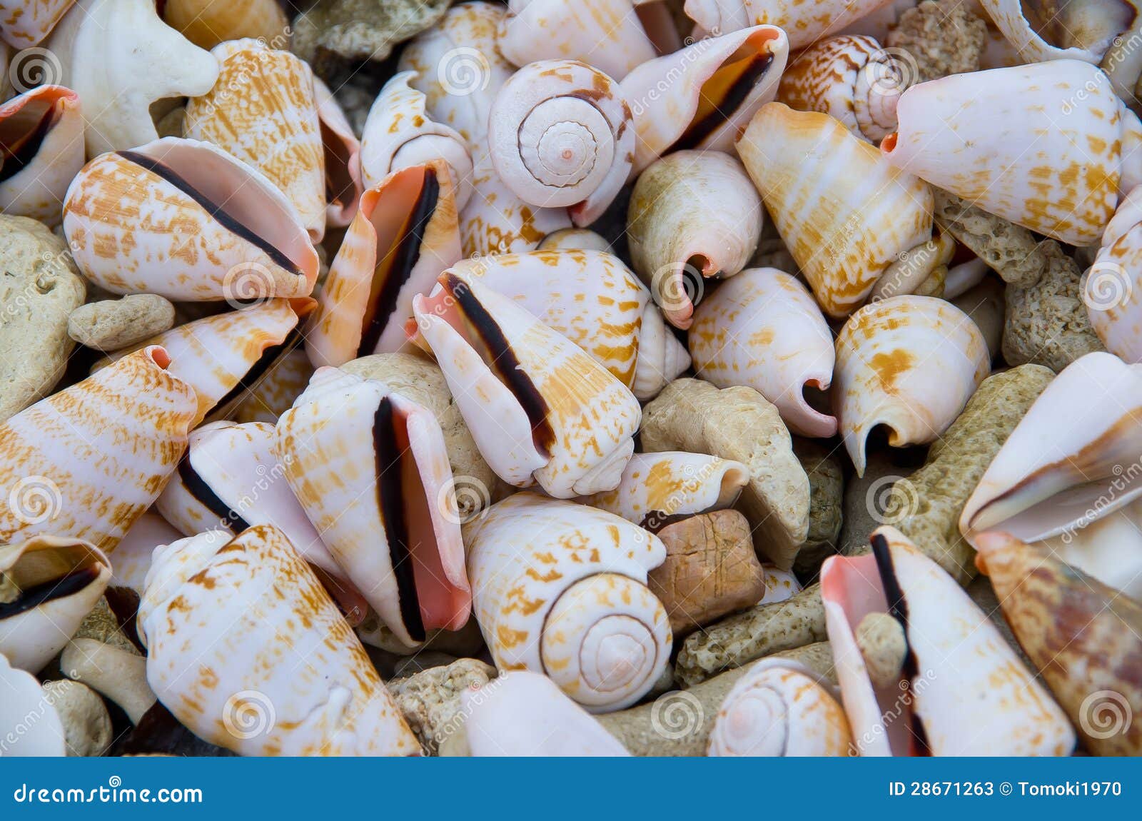 Cone shells stock image. Image of stones, macro, cone - 28671263