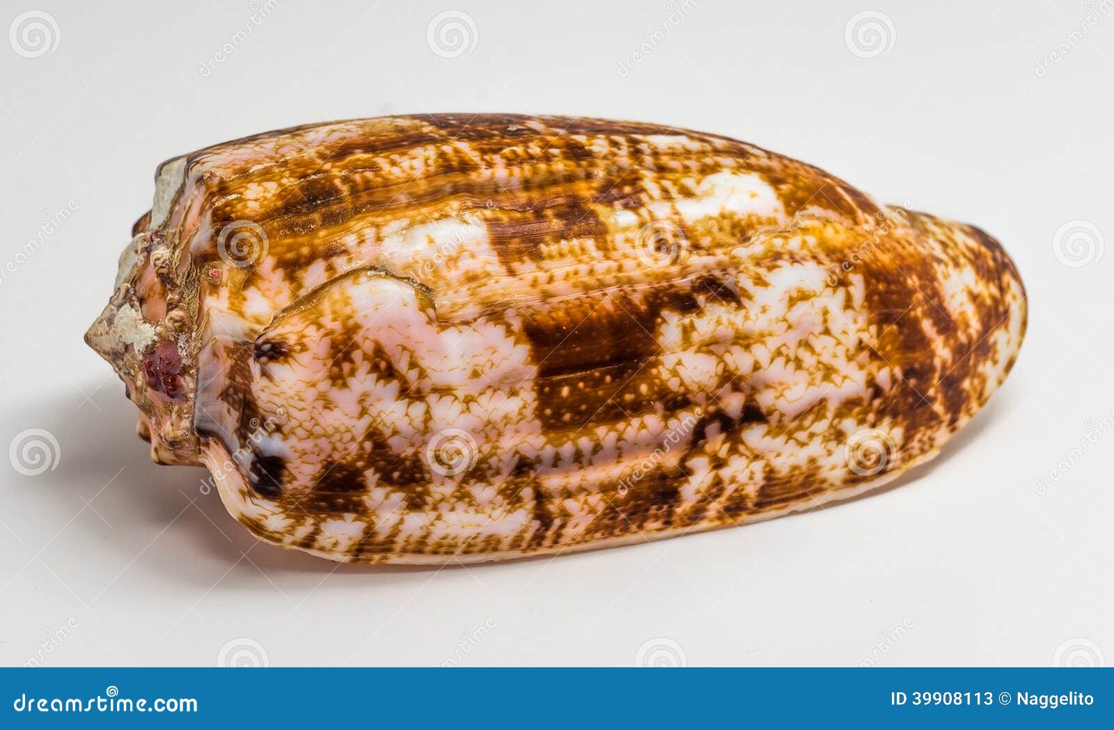 Cone Shells stock image. Image of life, colorful, shell - 39908113