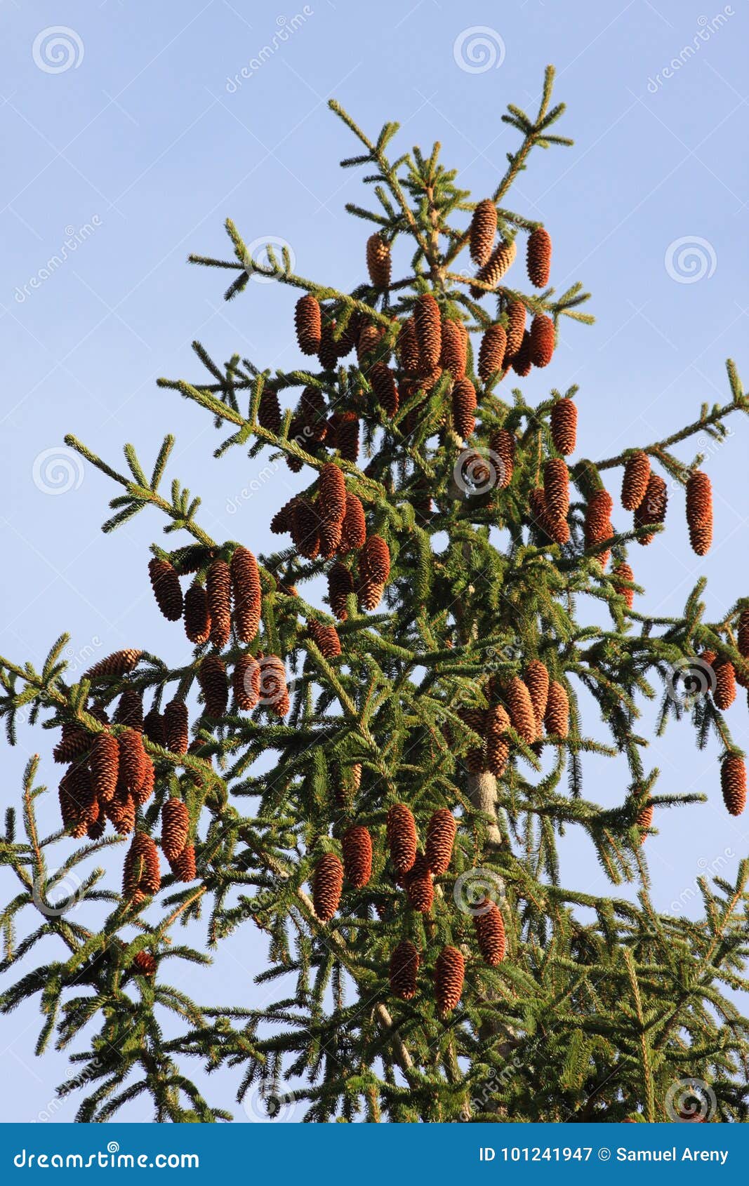 Cone of silver fir tree stock image. Image of france - 101241947