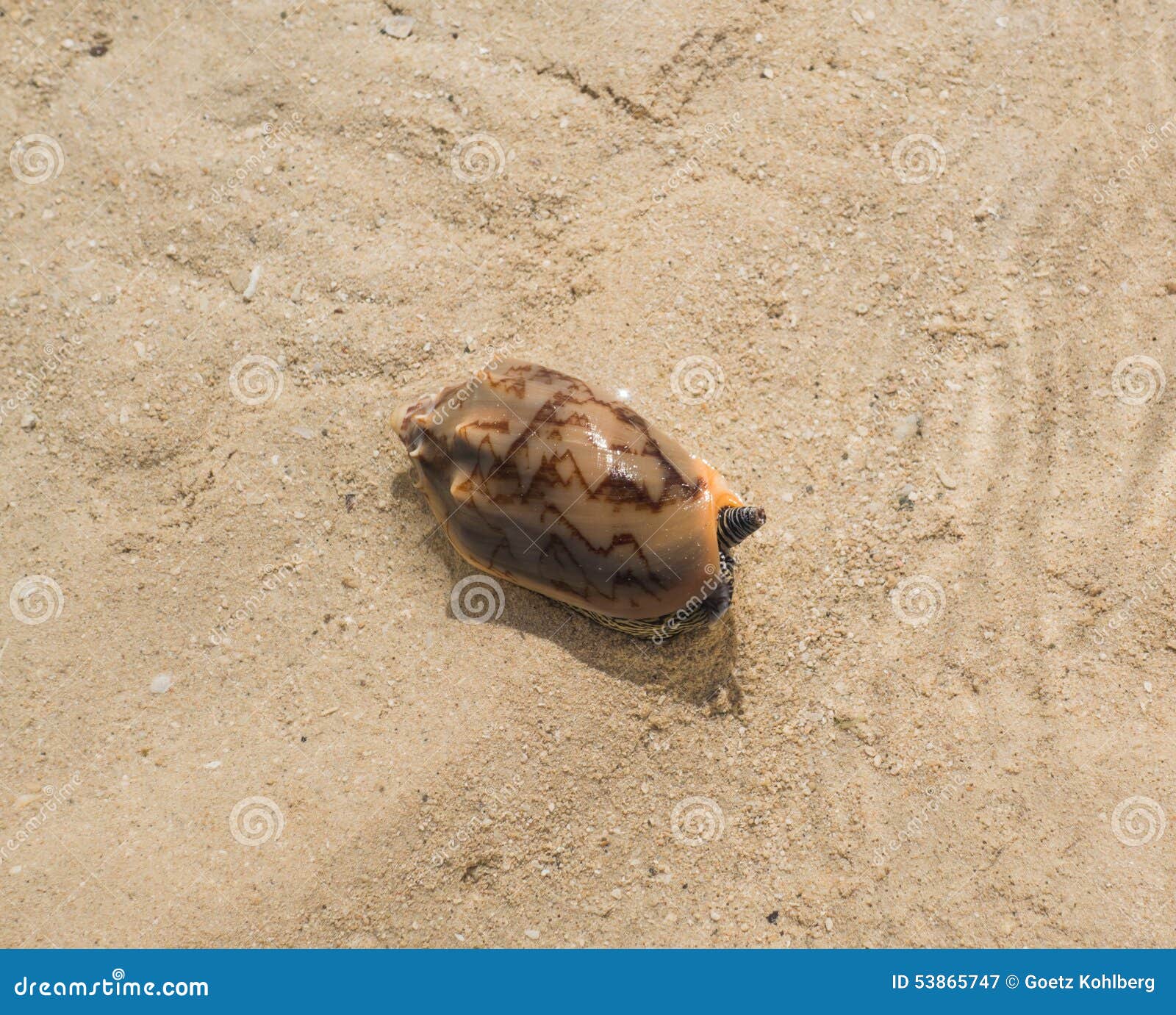 Cone snail at the beach stock image. Image of sand, cone - 53865747