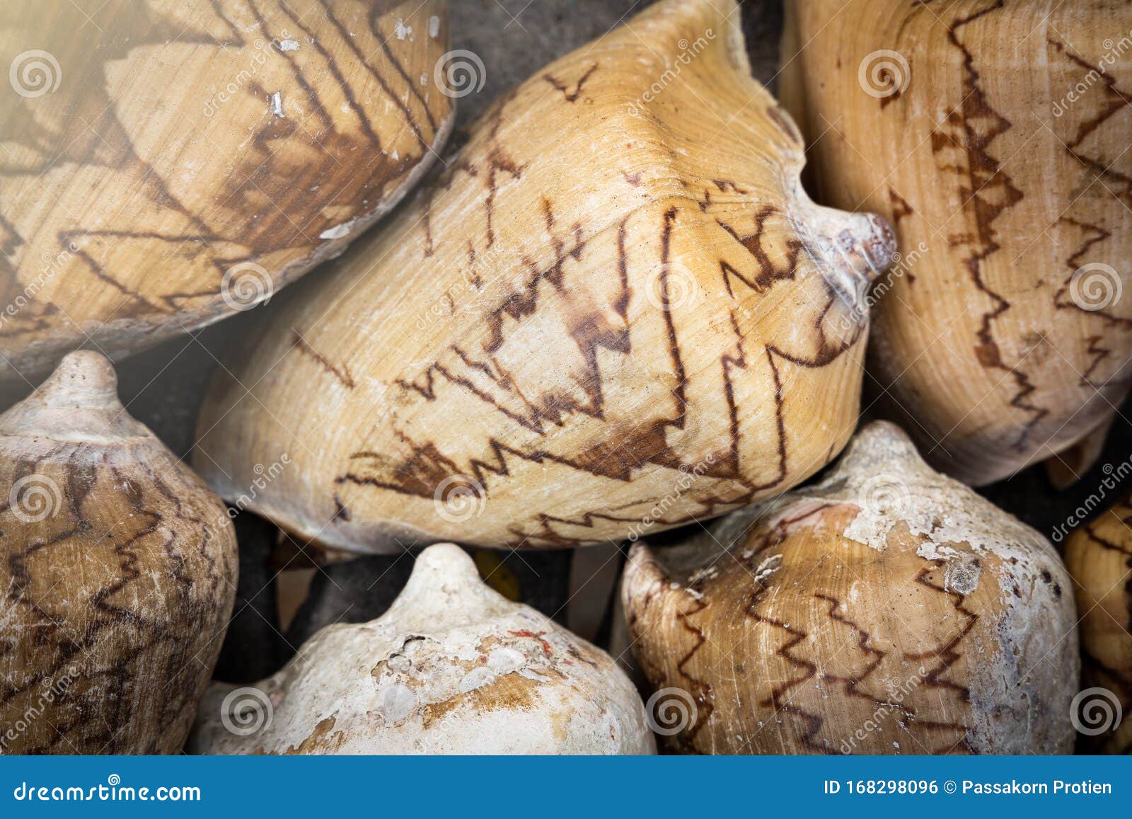 Cone Snail`s Shells on the Beach. Stock Photo - Image of conidae, coast ...